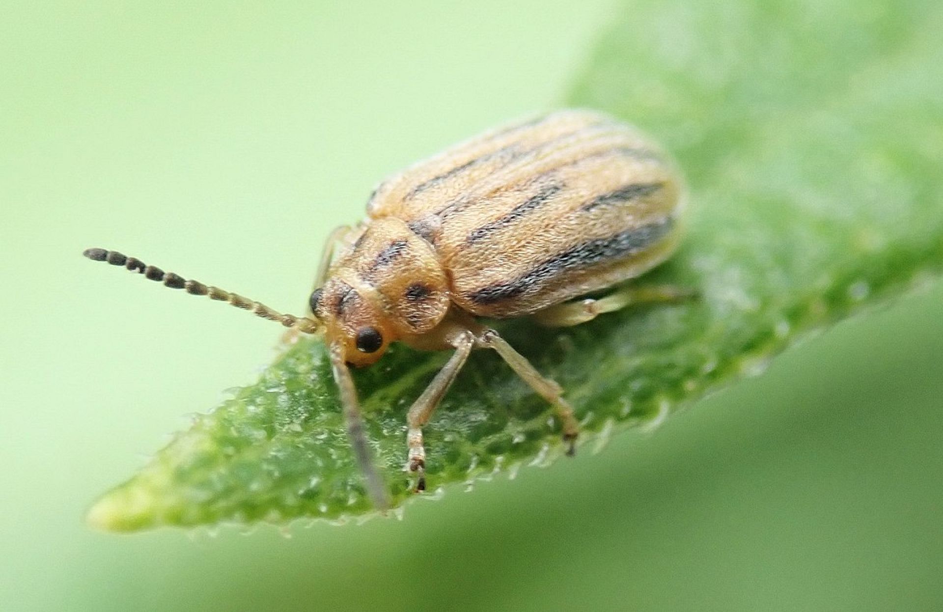 This ragweed-eating insect could change the lives of millions of ...