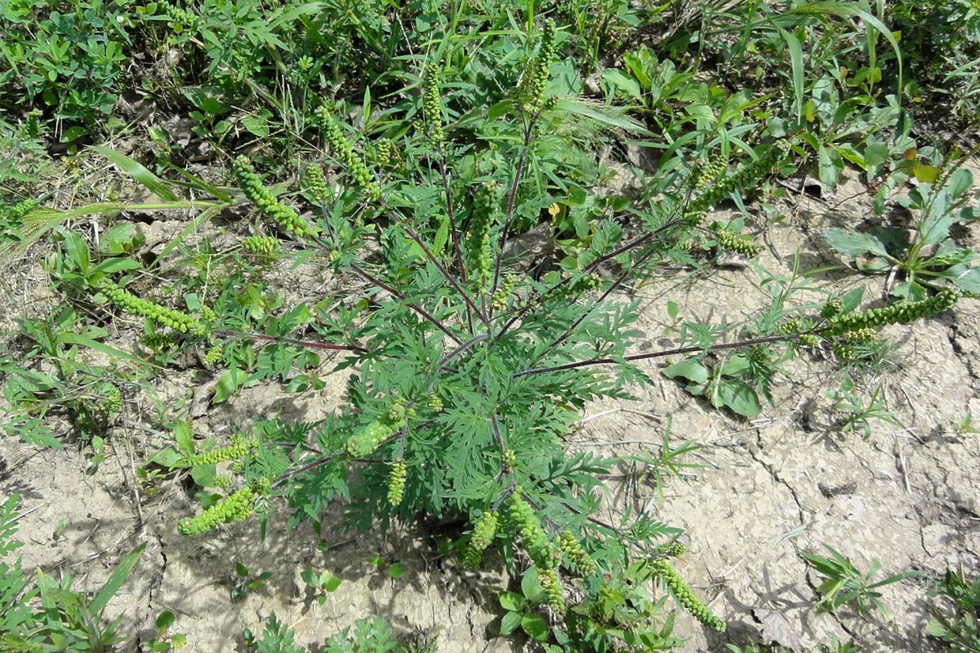 This ragweed-eating insect could change the lives of millions of ...