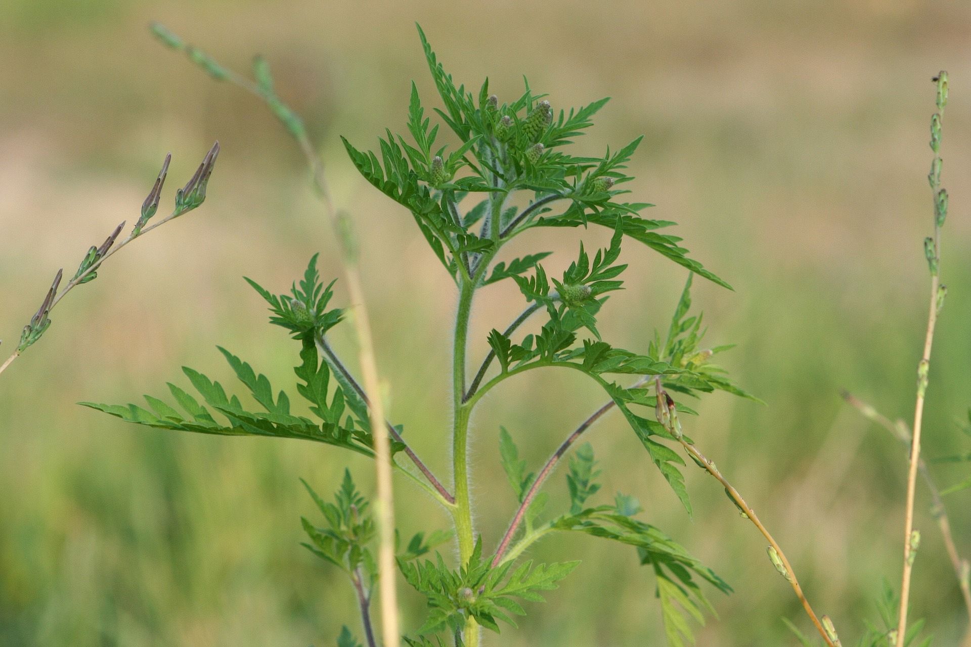 This ragweed-eating insect could change the lives of millions of ...