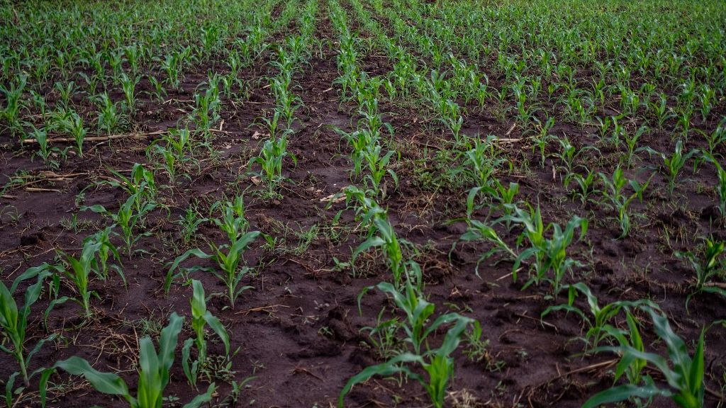 Climate change to force crop switch for small farmers: experts | Africanews