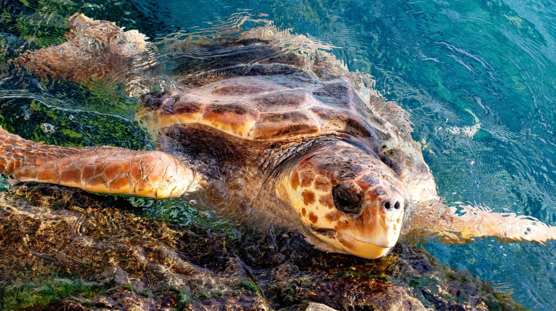 Monaco: Visit this elegant country for a taste of the good life | Euronews