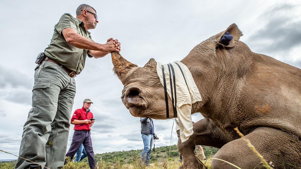 Get up close and personal with rhinos at this South African ...