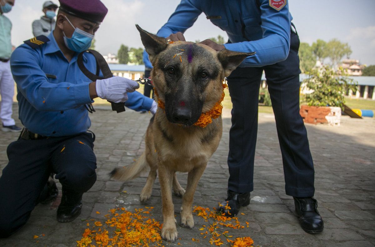 'Kukur Tihar': The Hindu festival dedicated to worshipping dogs | Euronews
