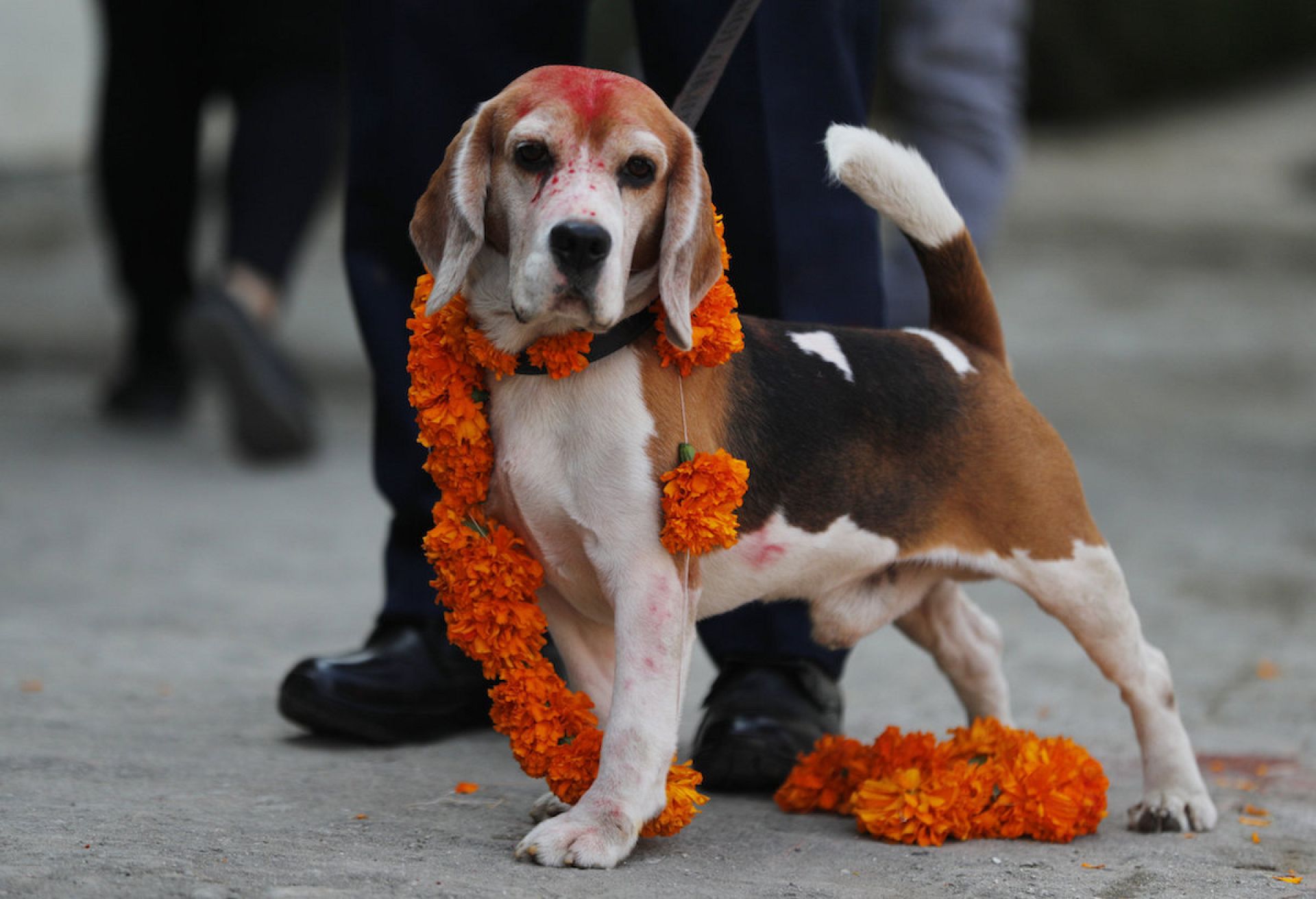 'Kukur Tihar': The Hindu festival dedicated to worshipping dogs | Euronews