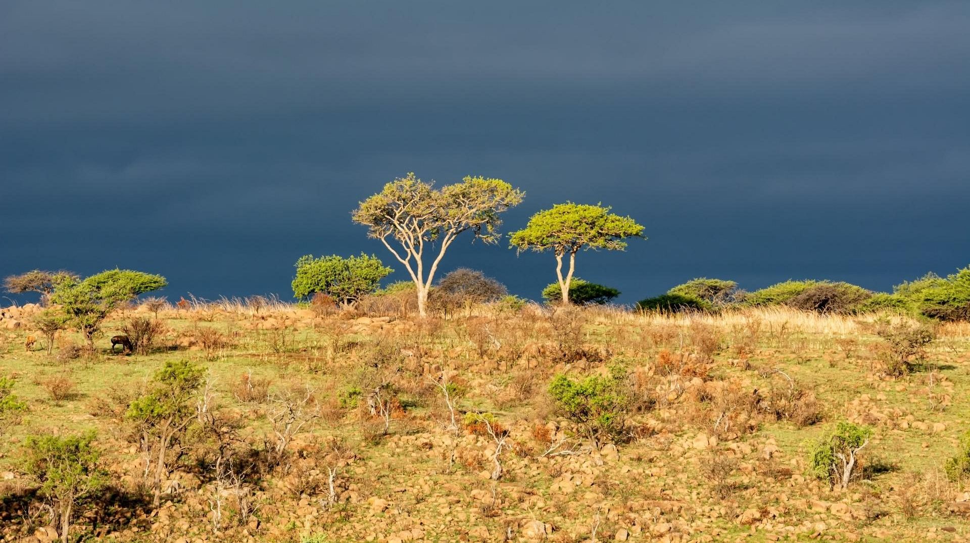 Durban: This South African city enjoys 320 days of sunshine a year ...