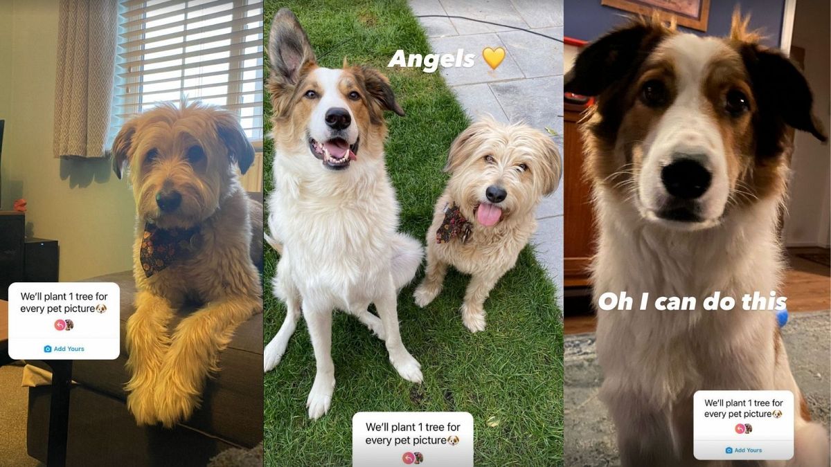 Will sharing photos of your pets really help plant trees? No, but that ...