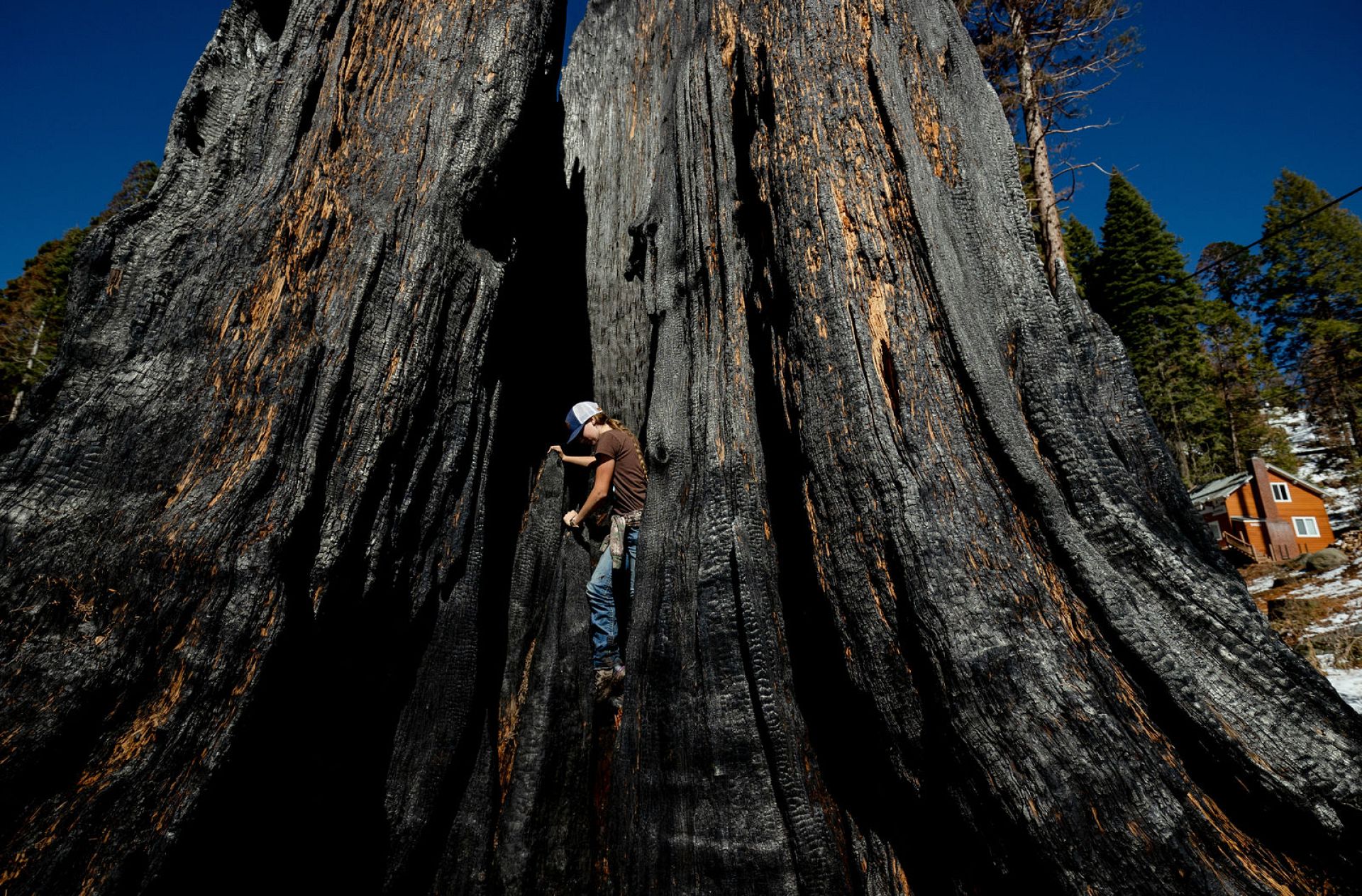 Meet the man fighting climate change by cloning the world's oldest ...