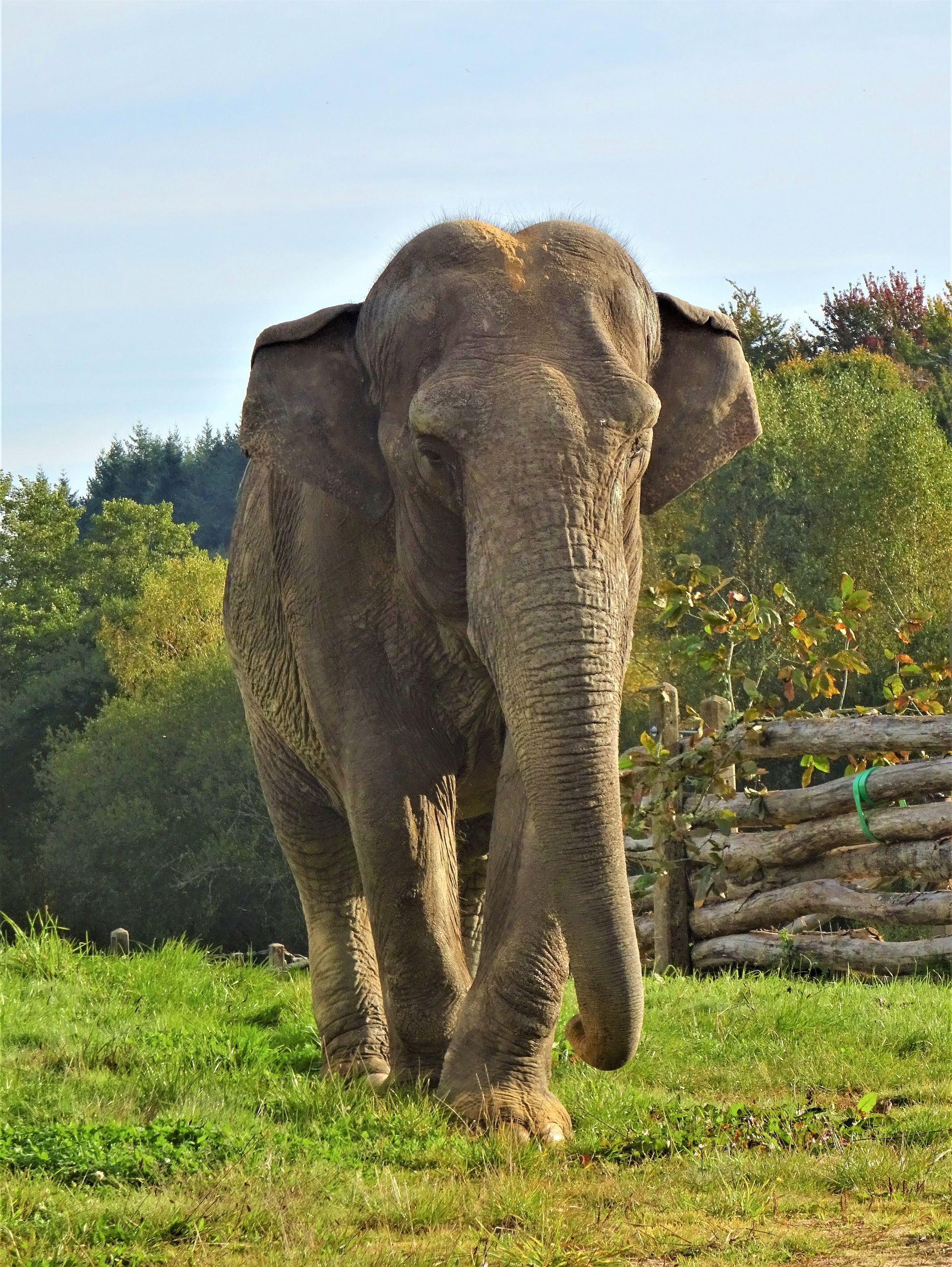 France opens Europe's first retirement home for elephants | Euronews