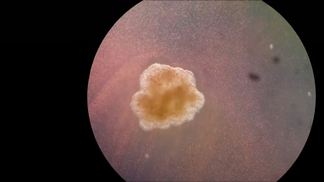 These scientists say they’ve created the world’s first 'living robots ...