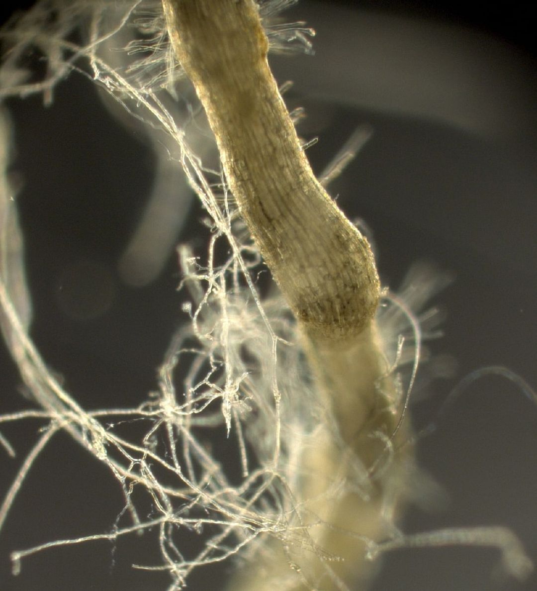 Scientists are mapping the world’s fungal networks for the first time ...