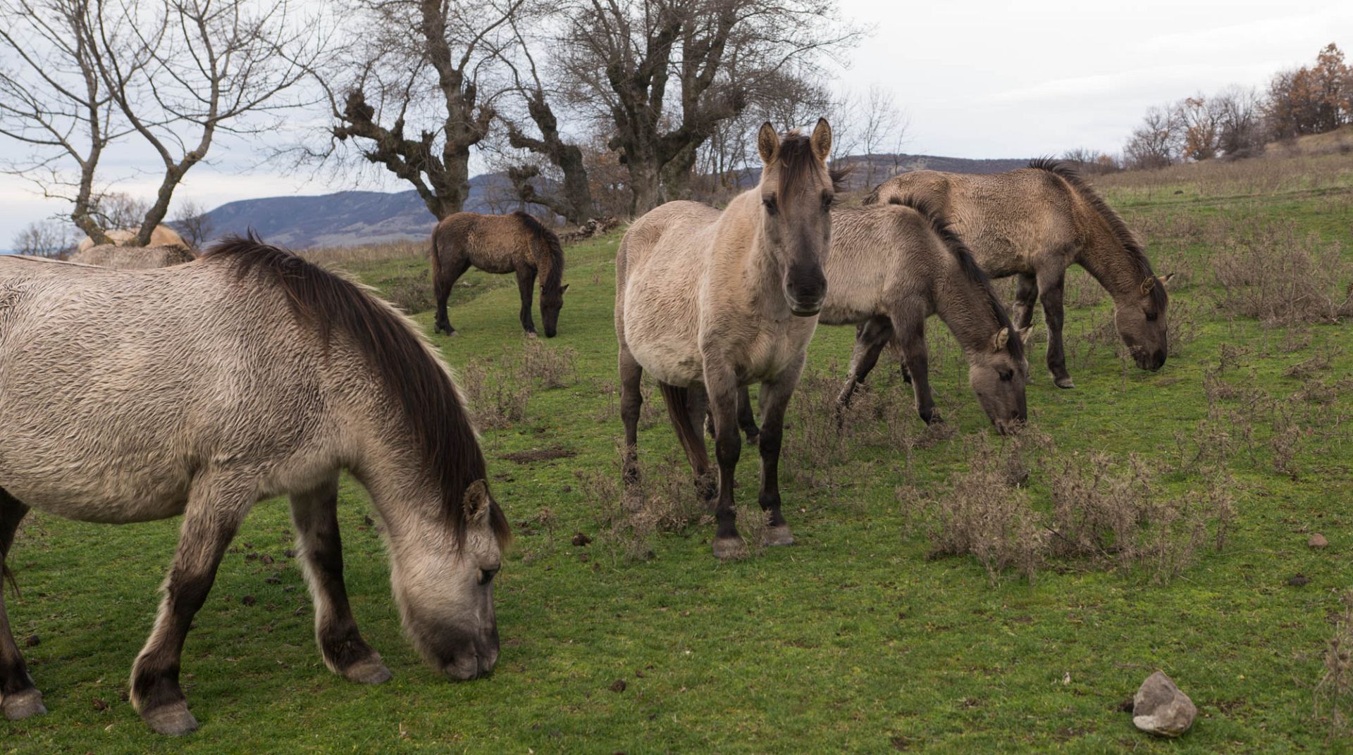The call of the wild: on safari in Bulgaria's Rhodope Mountains | Euronews