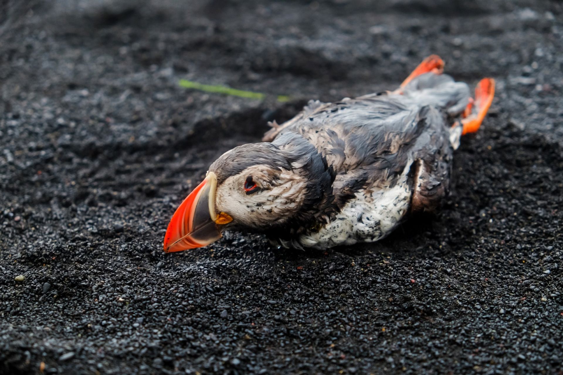 Why are hundreds of dead puffins washing up on the coast of Scotland ...