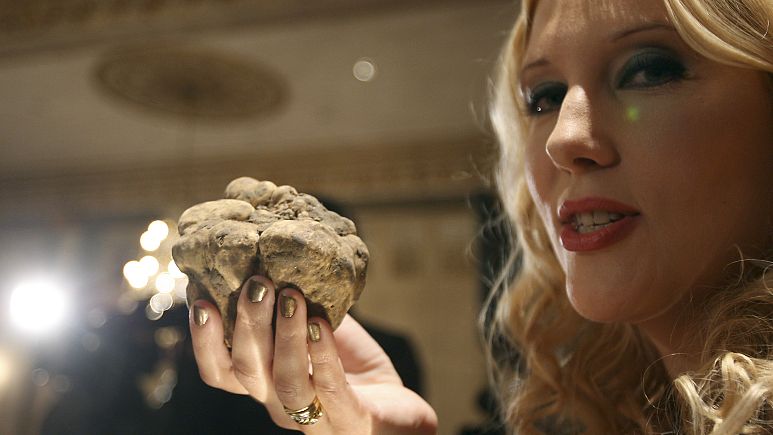 Truffle hunting gets the UNESCO treatment after centuries of know-how ...
