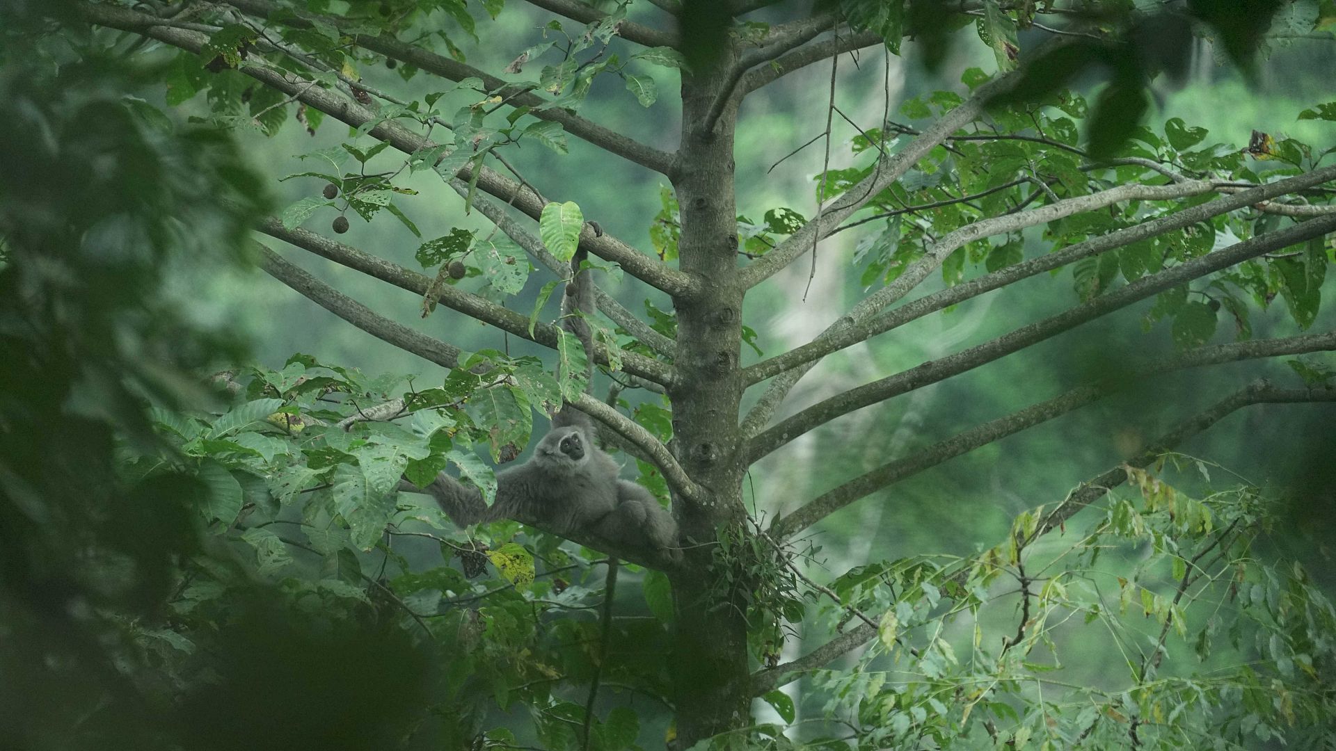 The Indonesian conservationists saving endangered gibbons | Euronews