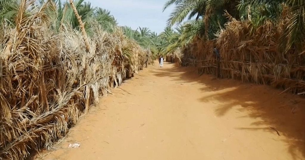 Mauritania takes steps to protect agriculture by planting trees ...