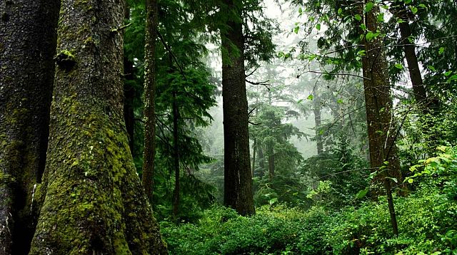 These seed-firing drones are planting 40,000 trees every day to fight ...