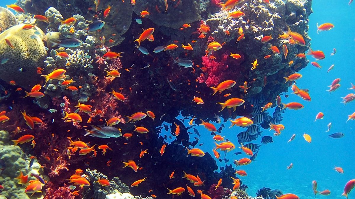 Even bleached coral reefs can provide nutritious seafood, scientists ...