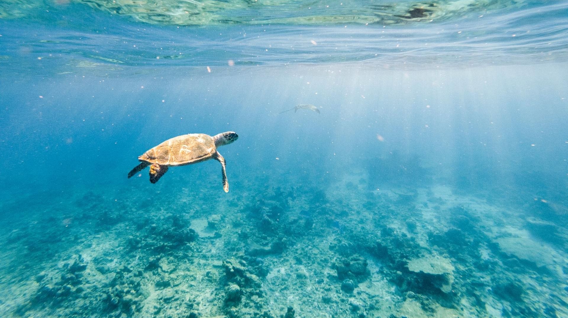 The tourism paradox: Is the Maldives facing an existential crisis ...