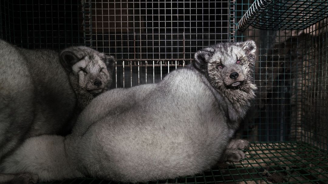 Inside Finland's cruel fox fur farms, the shame of the luxury fashion ...
