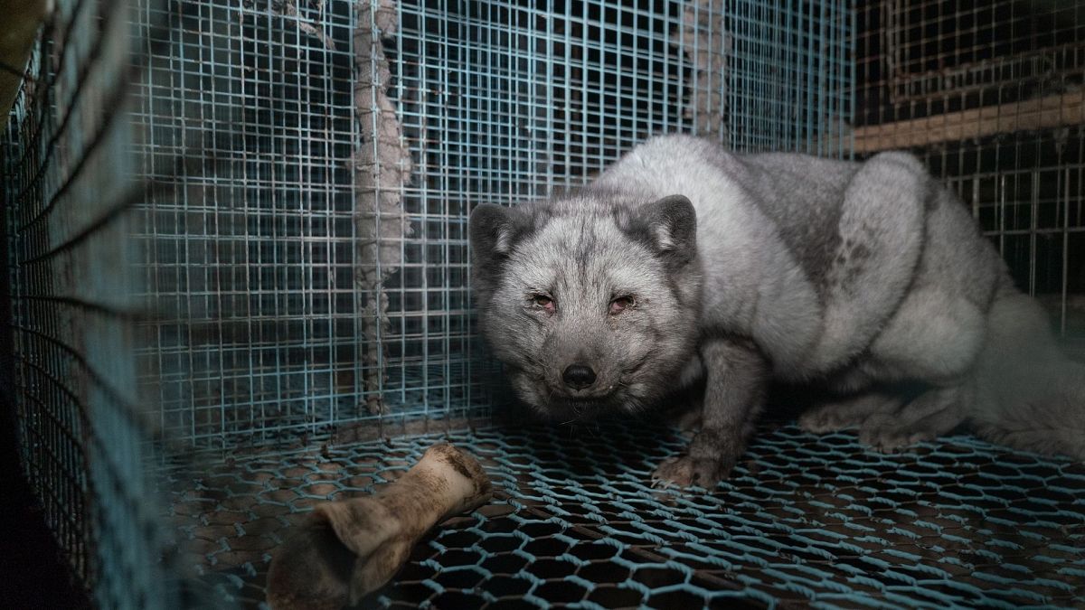 Inside Finland's cruel fox fur farms, the shame of the luxury fashion ...