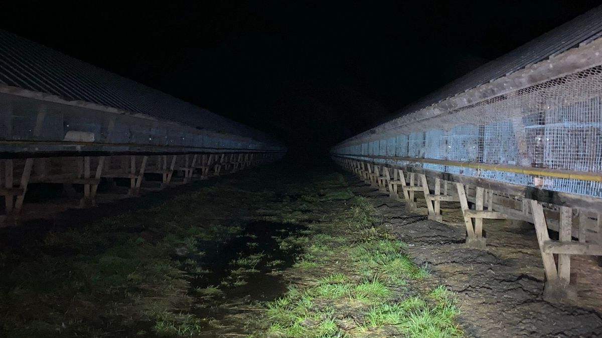 Inside Finland's cruel fox fur farms, the shame of the luxury fashion ...