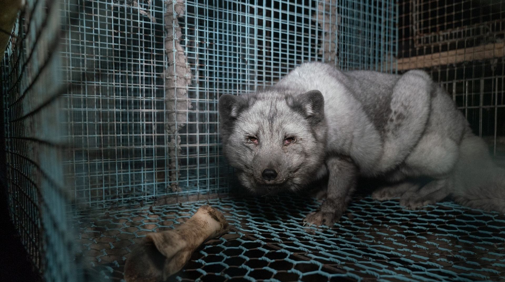 Inside Finland's cruel fox fur farms, the shame of the luxury fashion ...