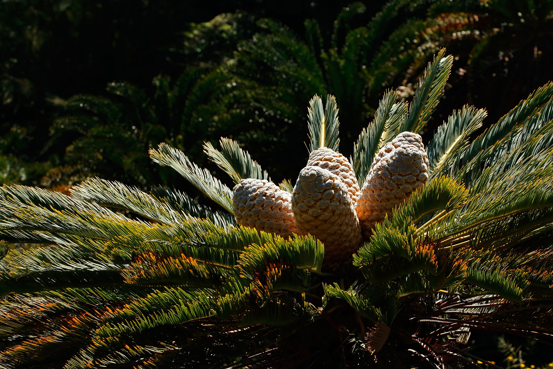 A plant that outlived dinosaurs is being poached to extinction, crime ...