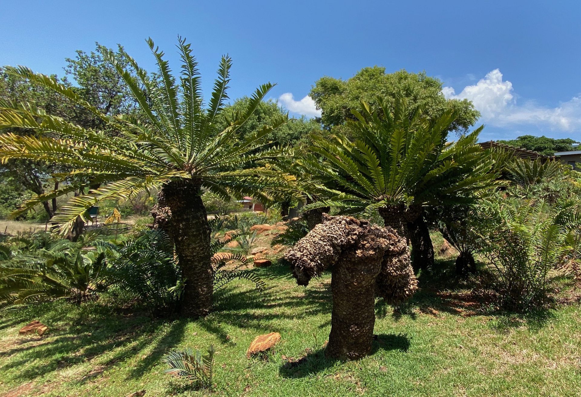 A plant that outlived dinosaurs is being poached to extinction, crime ...
