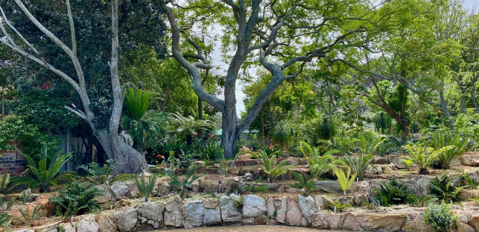 A plant that outlived dinosaurs is being poached to extinction, crime ...