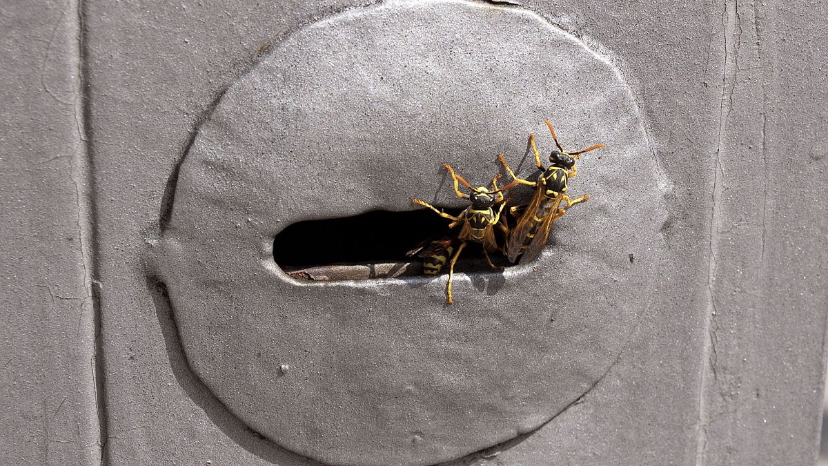 Insect infestations stopped planes taking off from Heathrow, report ...