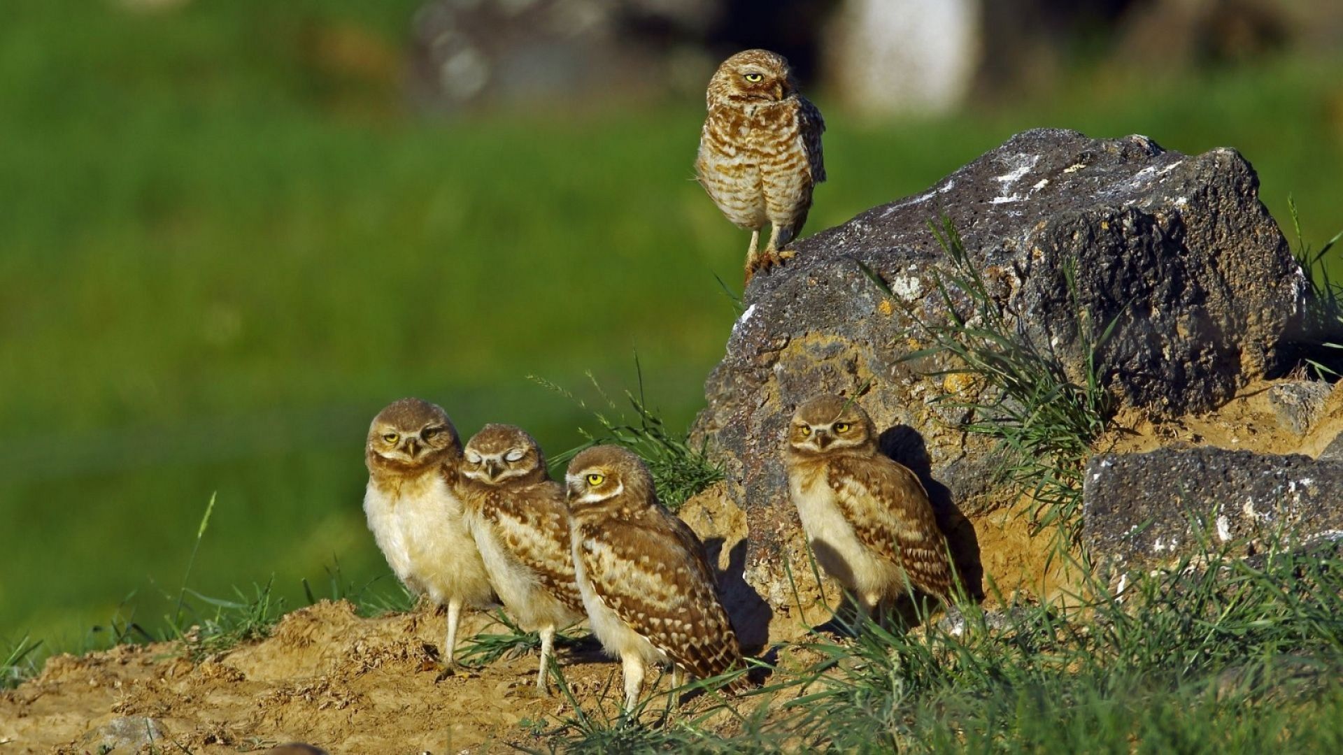 These adorable, pocket-sized owls are being helped to safety | Euronews