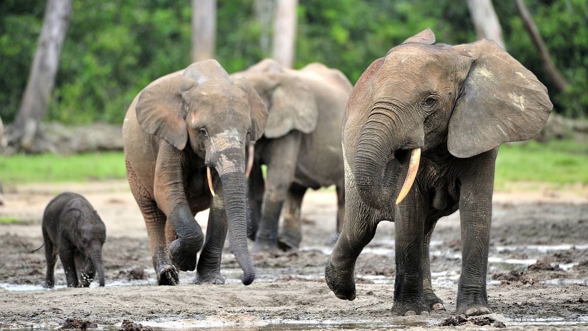 These are the 10 fastest declining species on the brink of extinction ...