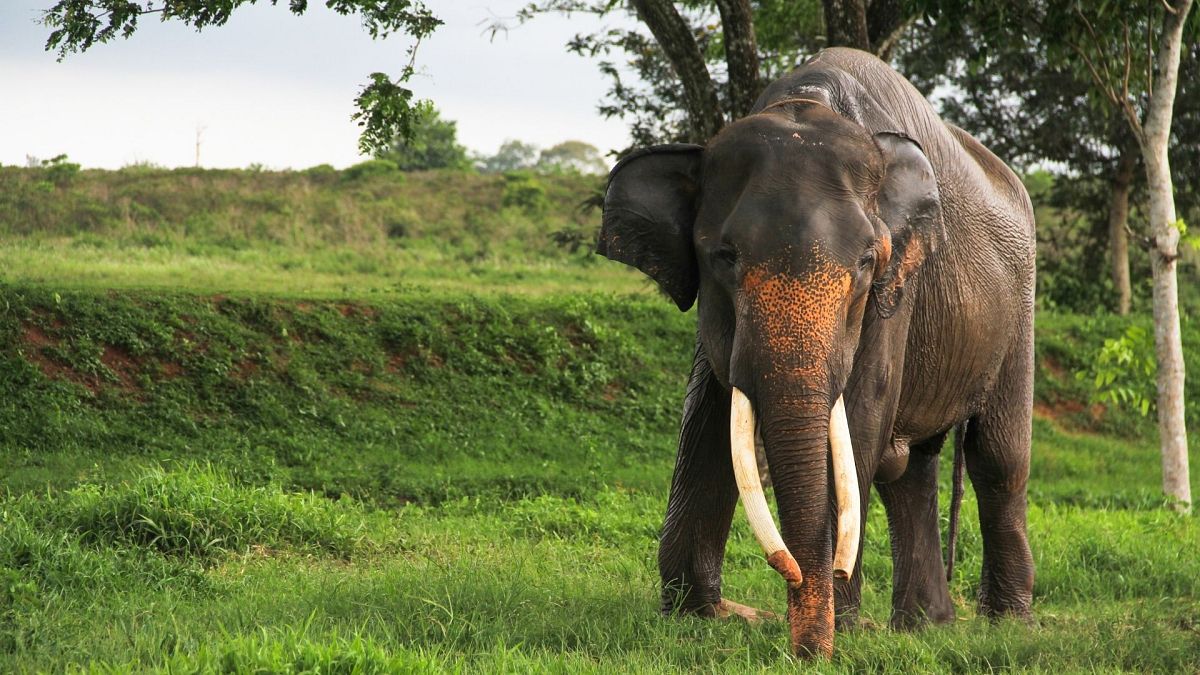 These are the 10 fastest declining species on the brink of extinction ...