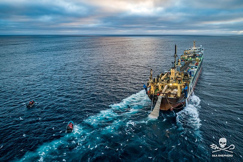 'Shocking’ footage shows more than 100,000 dead fish discarded off the ...