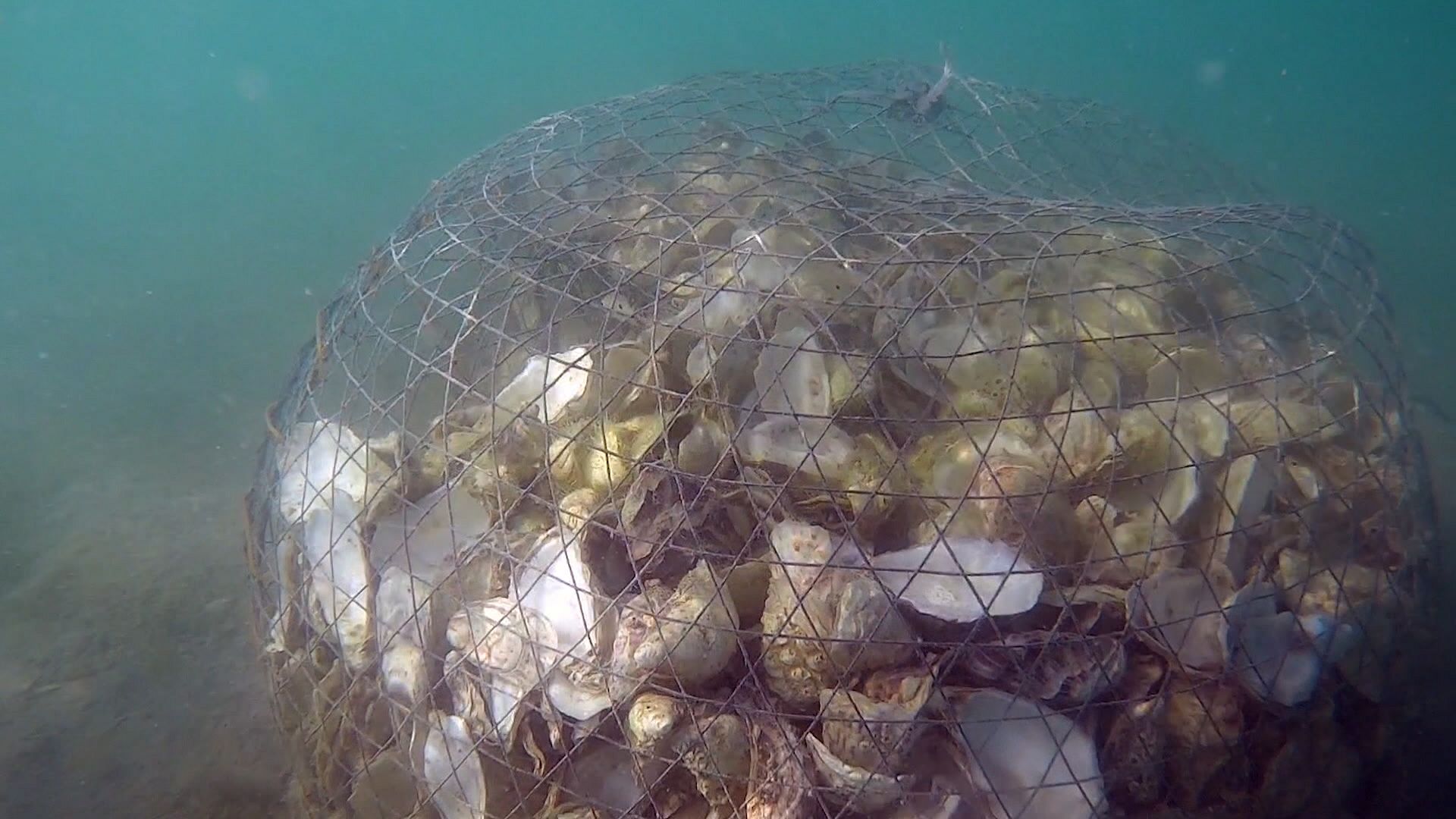 Video. Rewilding the sea: Dubai's oyster reef restoration | Euronews