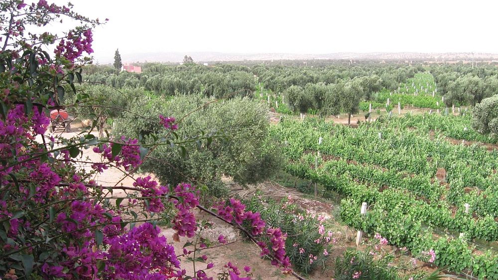 This Moroccan winery is bringing the flavours of the Rhone Valley to ...