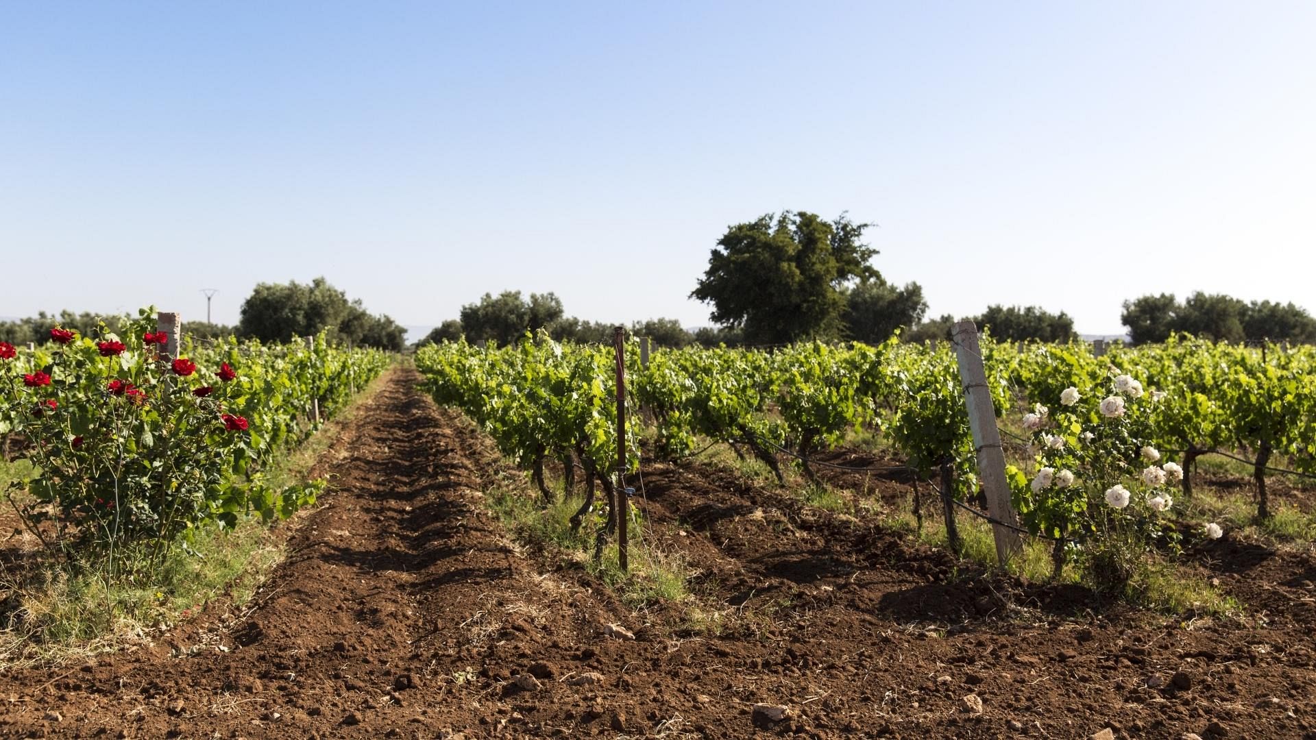This Moroccan winery is bringing the flavours of the Rhone Valley to ...