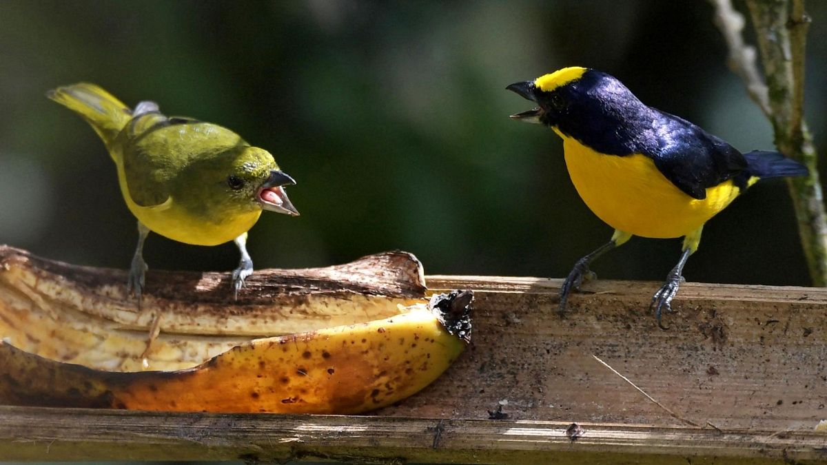 Birdhearing: The Colombian wildlife tour for the visually impaired ...