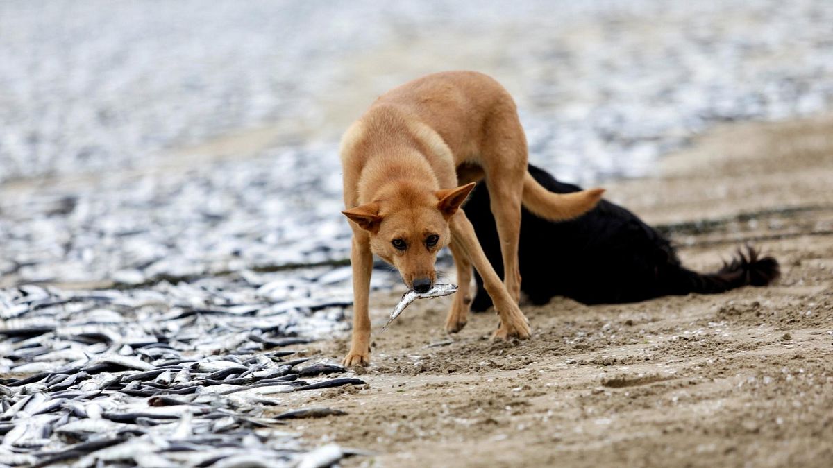 Chile’s mysterious fish death phenomenon is perplexing scientists ...