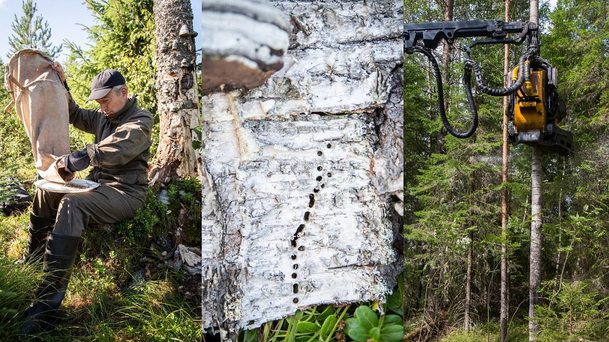 These Finnish foresters have a surprising way of rescuing woodland ...