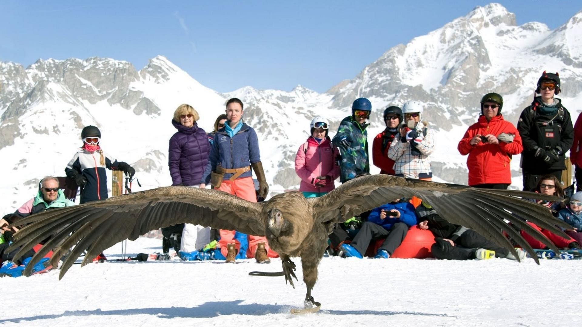 'I am the man who skis with eagles': Meet the skier bringing back birds ...