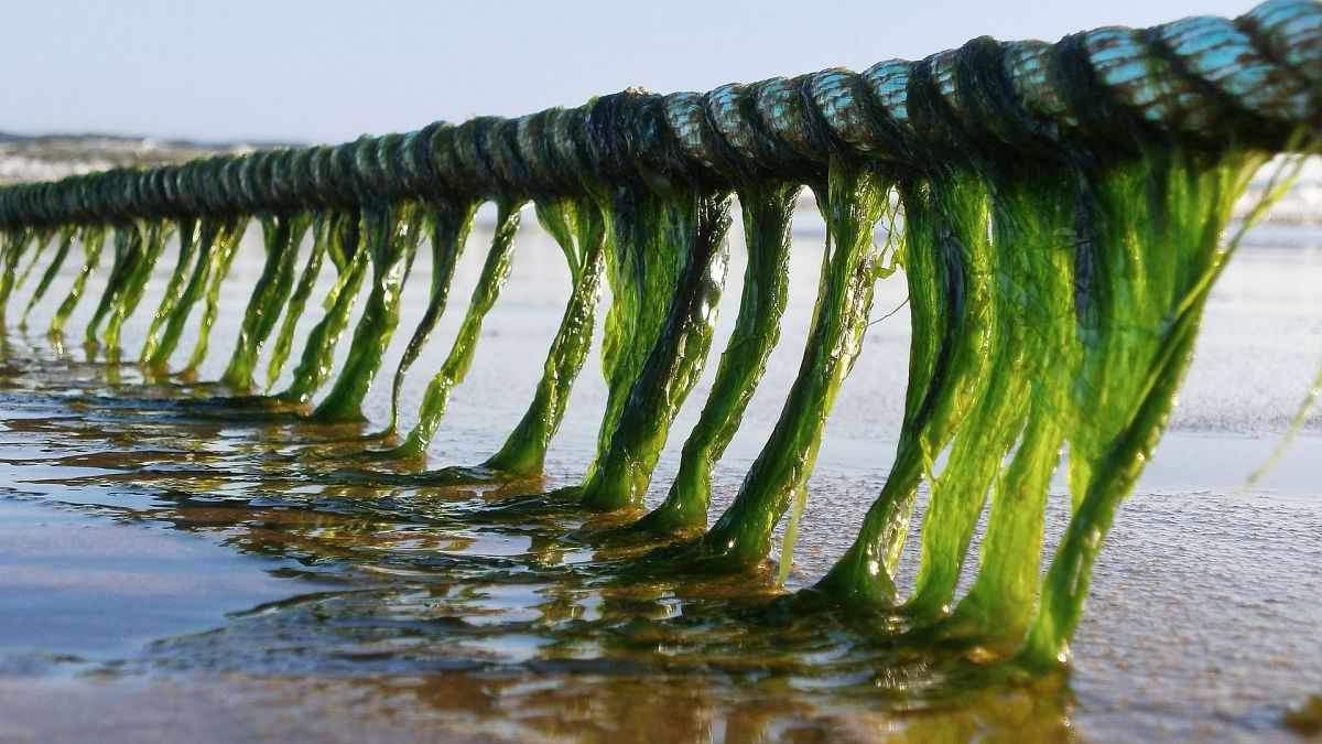 A radical, carbon negative project in Turkey is turning algae into bio ...