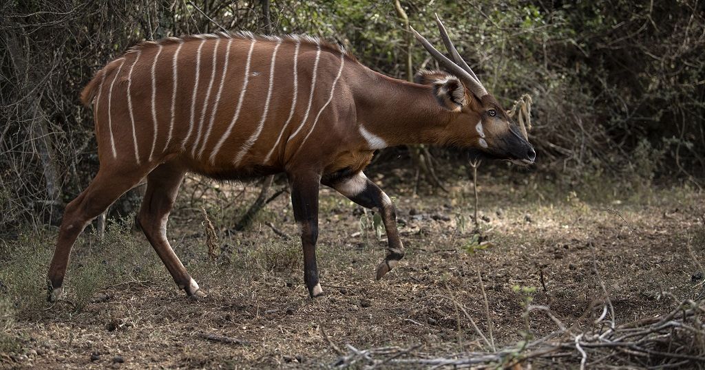 Kenya : les bongos de montagnes de retour dans leur milieu naturel ...