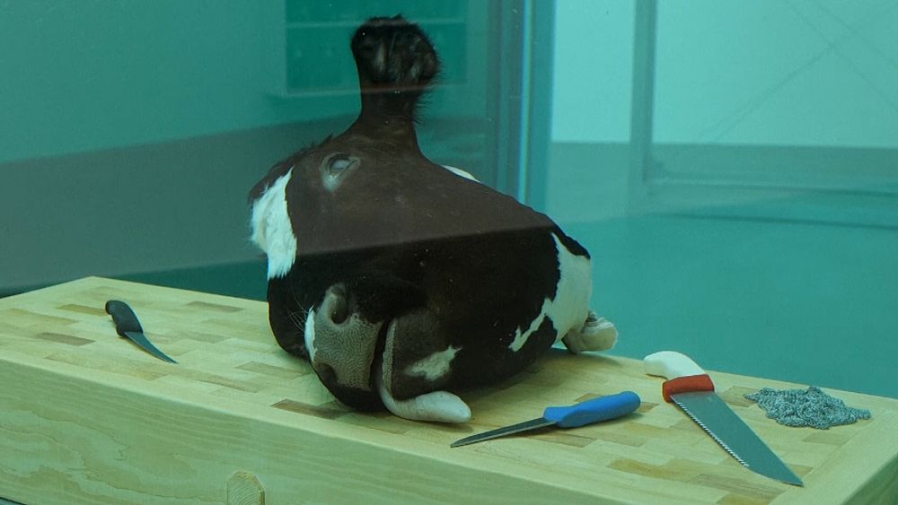 Damien Hirst exhibition dedicated to dead animal artworks opens in ...