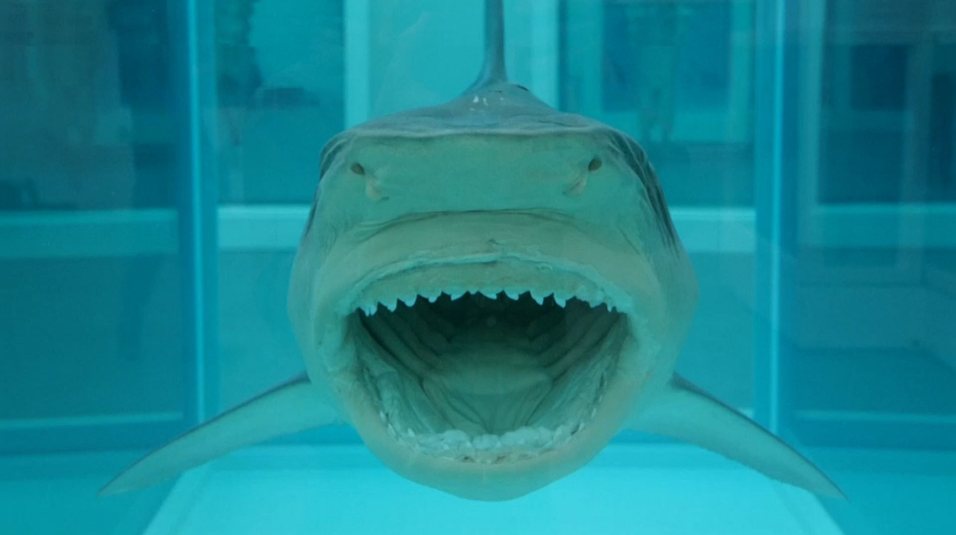 Damien Hirst exhibition dedicated to dead animal artworks opens in ...