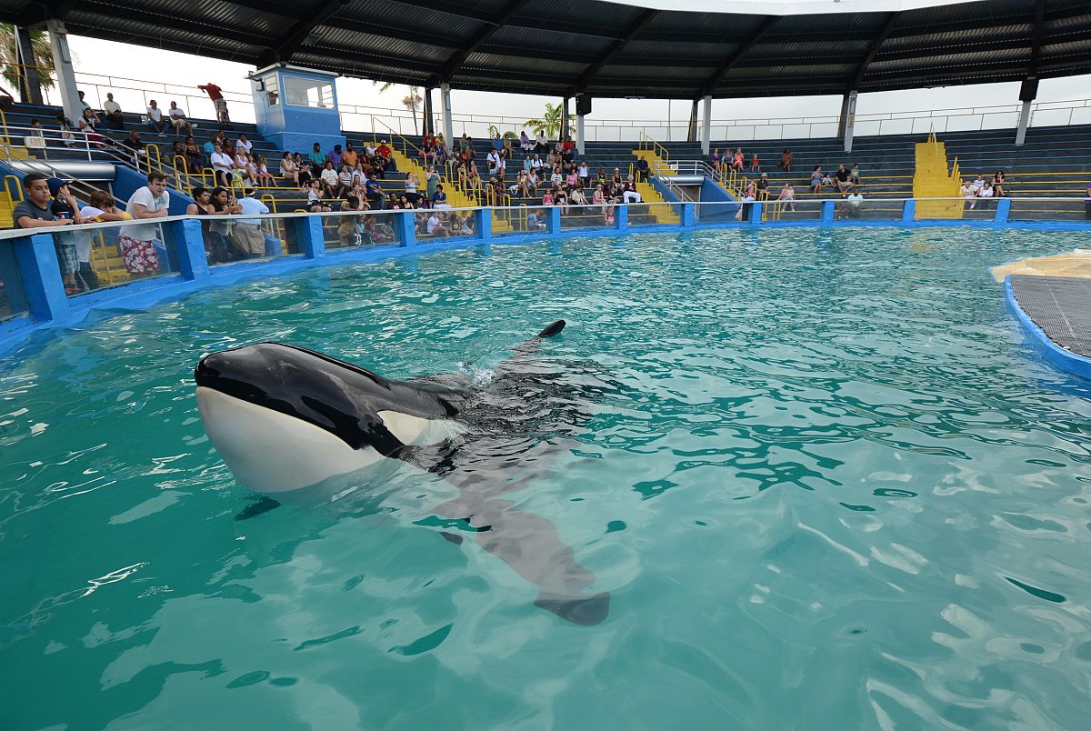50 years in the world's smallest orca tank. Will Lolita finally be ...