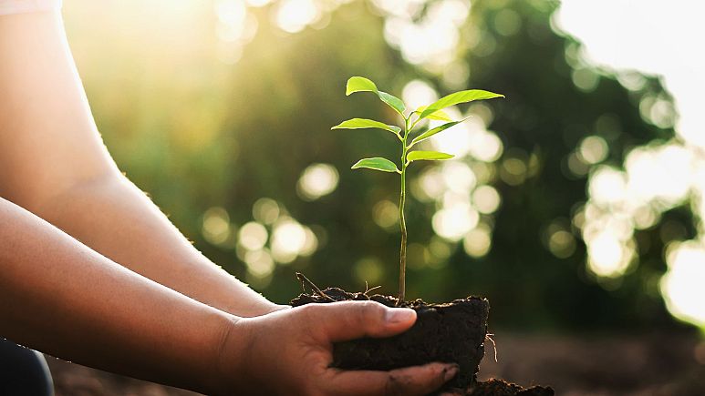 Human composting: New York joins California in legalising alternative ...