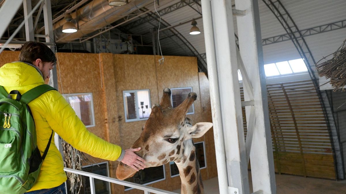 Ukraine’s biggest zoo is caught in the crossfire, how are the animals ...