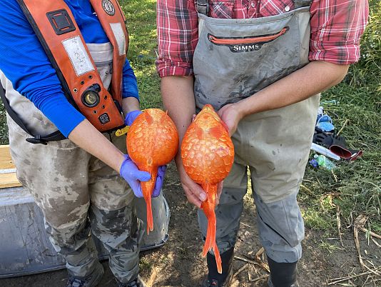 Supersized goldfish are threatening native species in this region of ...