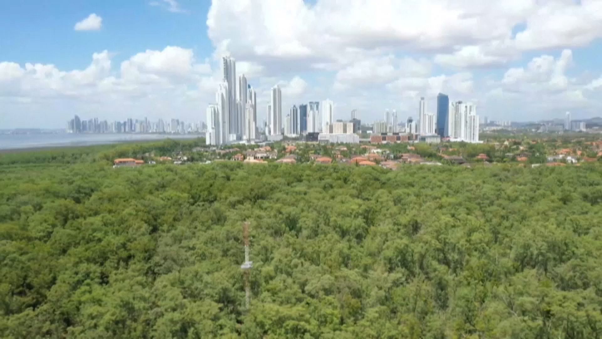 Los manglares de Panamá, un entorno único en peligro | Euronews